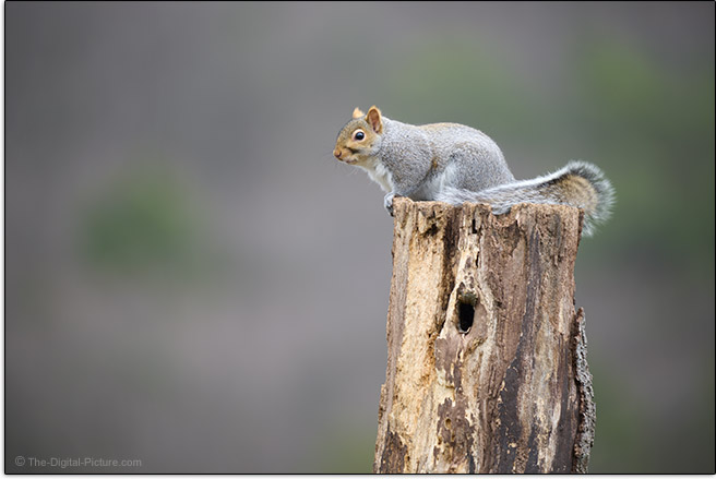 Sigma 60-600mm F4.5-6.3 DG DN OS Sports Lens Review