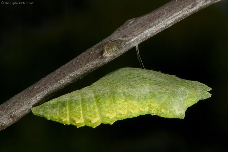 Chrysalis Picture