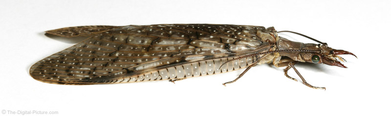 Adult Dobson Fly Picture