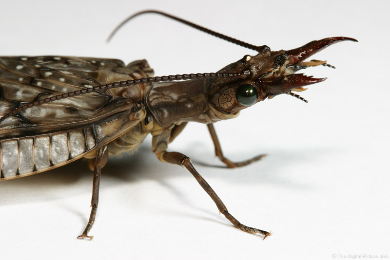 Female Dobson Fly Picture