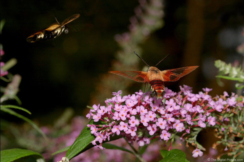 Snowberry Clearwing Moths