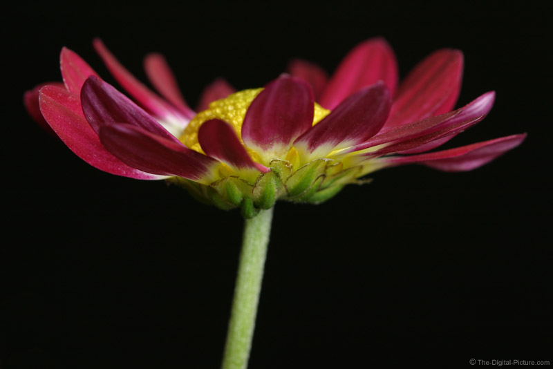 Flower Profile Picture