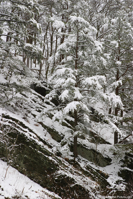 Hemlock Tree Picture