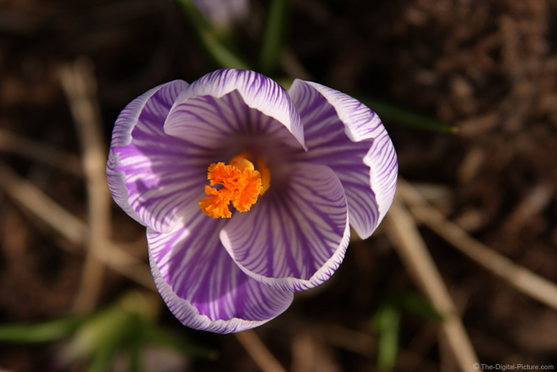 Purple Striped Crocus