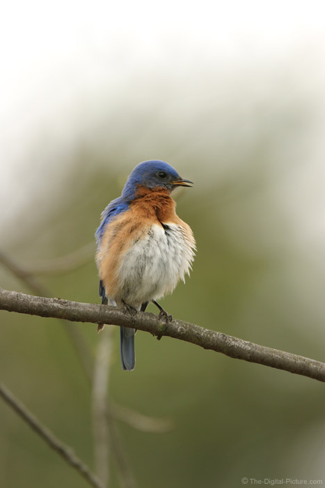 Fluffed Bluebird Picture