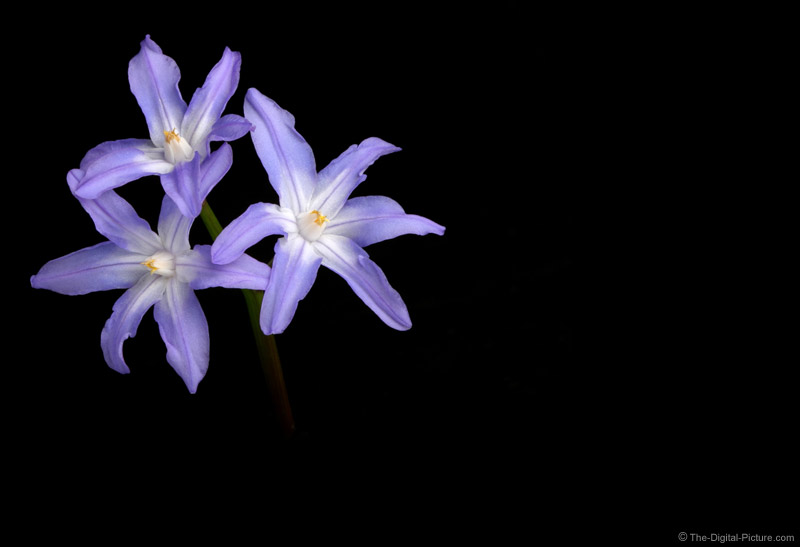 Three Blue Flowers Picture