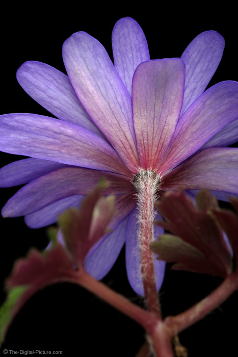 Purple Flower Back Picture