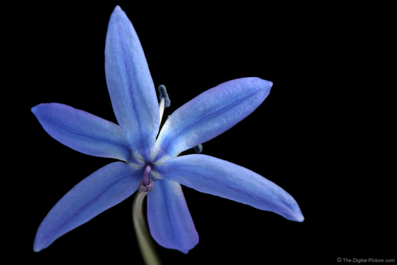 Blue Flower Closeup Picture