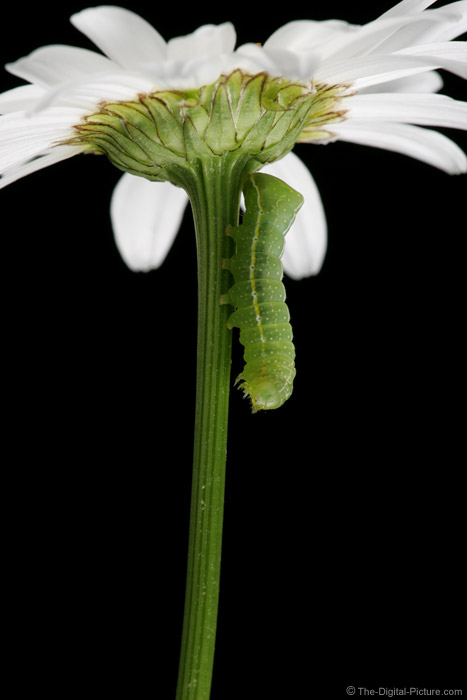 Green Caterpillar on Daisy Picture