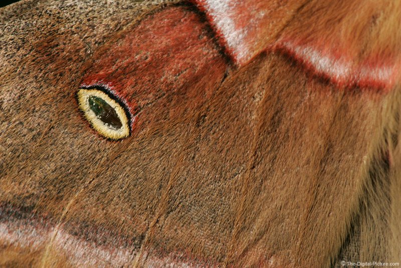 Polyphemus Moth Wing Picture