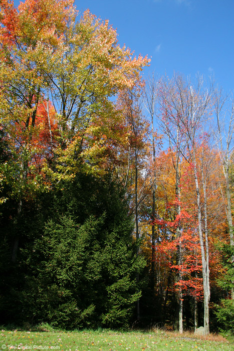 A Fall Scene Picture