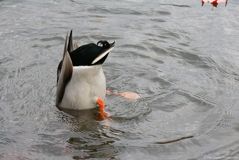 Mallard Duck Bottoms Up Picture