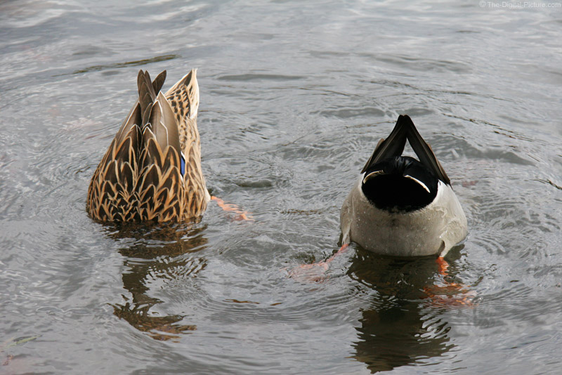 Two Mallard Ducks Feeding Picture