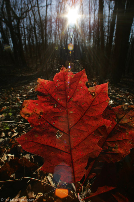 Close Perspective Leaf Picture