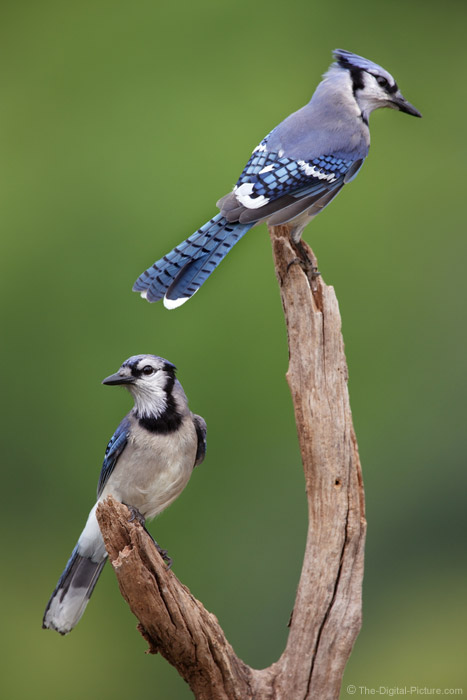 Pair of Blue Jays Picture