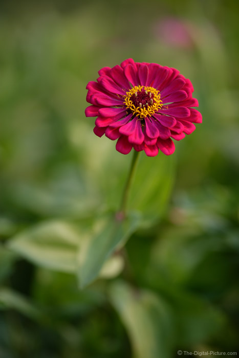 Red Zinnia