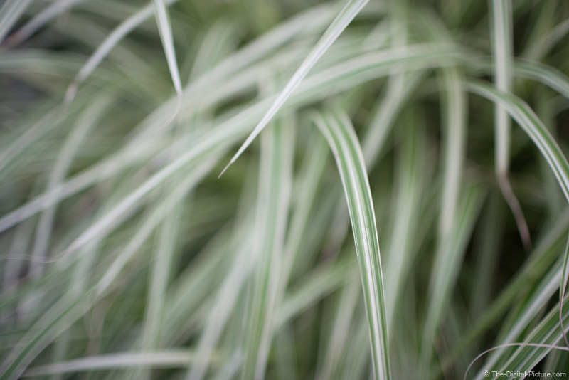 Varigated Maiden Grass Picture
