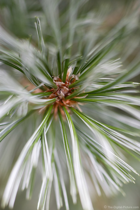 Limber Pine Tree Picture