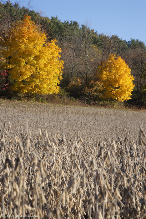 Pennsylvana Maple Trees in Fall Picture
