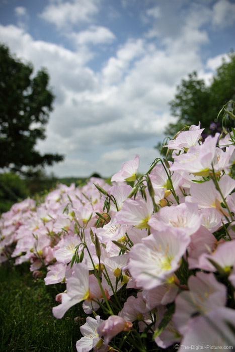 Evening Primrose Landscape Picture