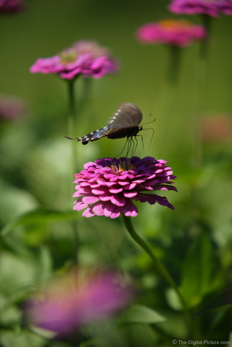 Black Swallowtail Butterfly Taking Flight Picture