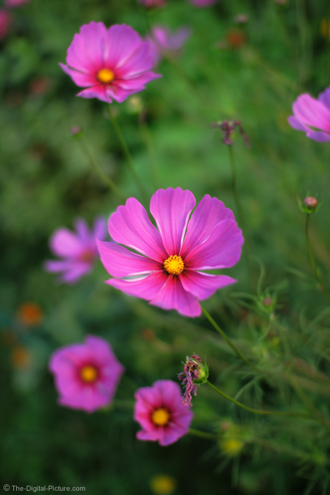 Cosmo Flowers Picture