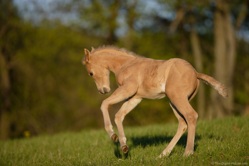 Bucking Colt Picture