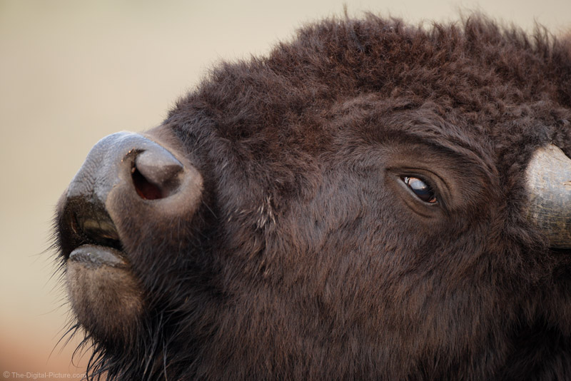 Bison Grunting Close-up Picture