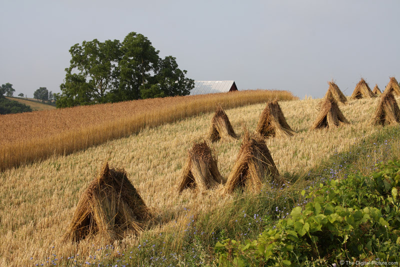 Amish Wheat Harvest