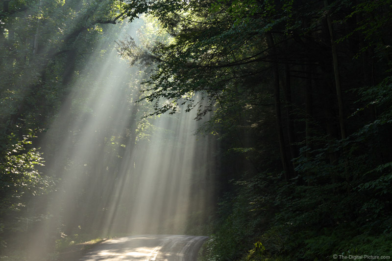 Sunlight Streaming Through Forest Picture
