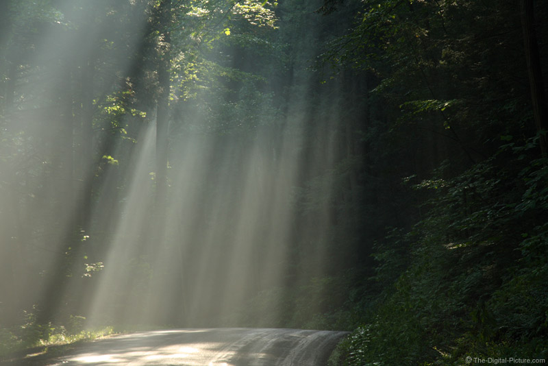 Streaming Sunlight in Forest