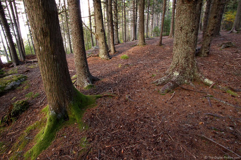 Forest Floor Picture