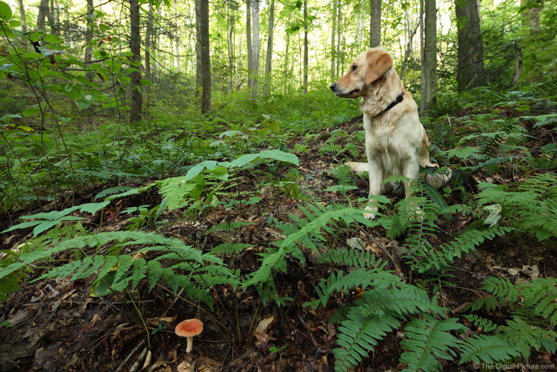 Dog, Ferns and a Mushroom