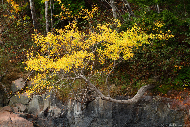 Horizontal Tree in Yellow