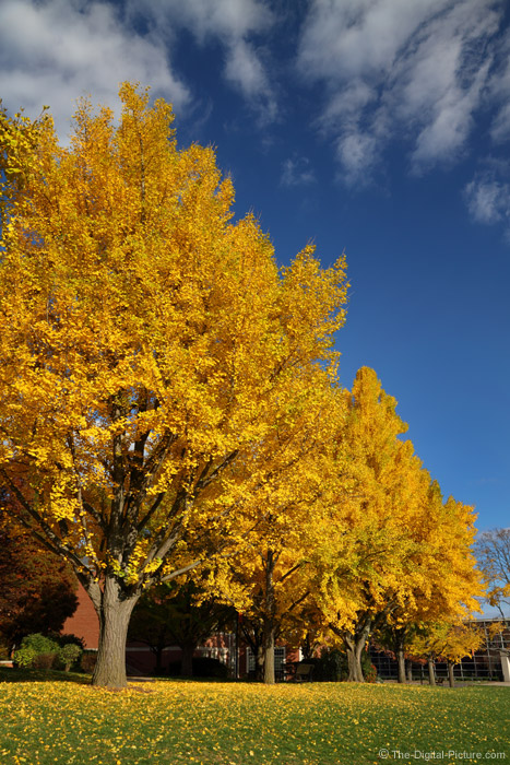 Yellow Trees on Campus