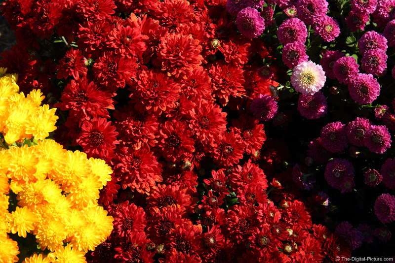 Patterns in Mums