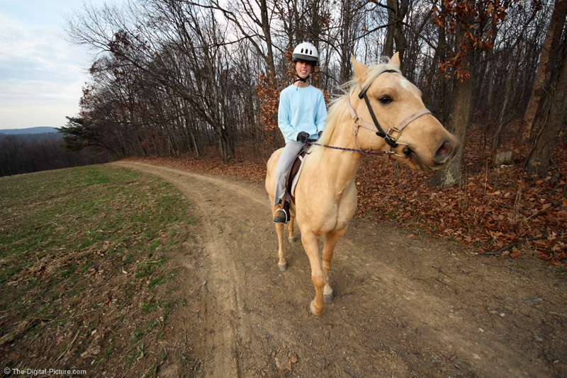 Riding an American Quarter Horse