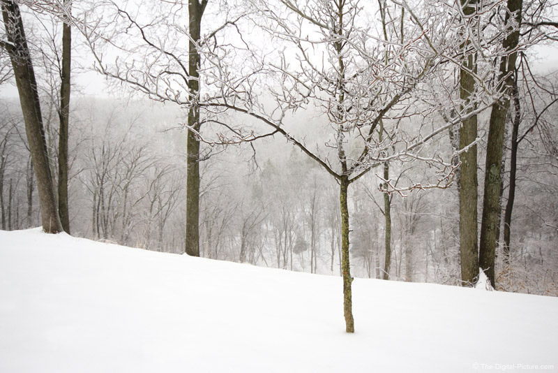 Monochromatic Winter Scene