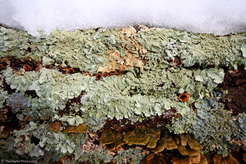Lichens and Snow Picture