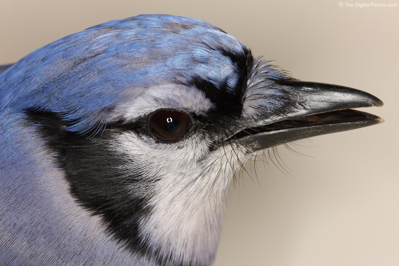 Blue Jay Close-up Picture