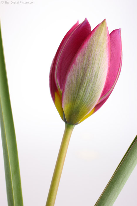 Wild Tulip and Two Leaves