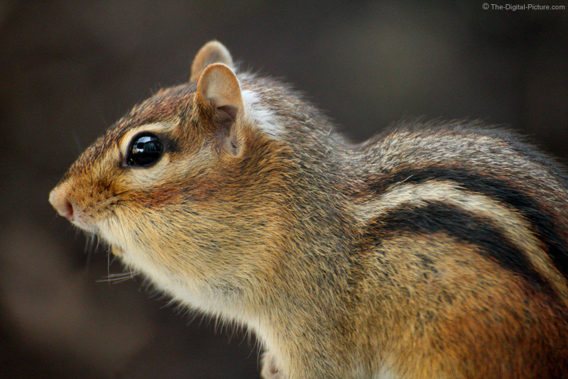 Eastern Chipmunk