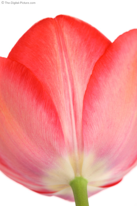 Side View of a Tulip