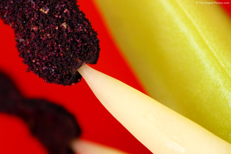 Tulip Stamen Picture