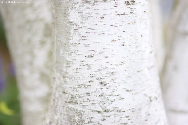 Clump Whitespire Birch trunks
