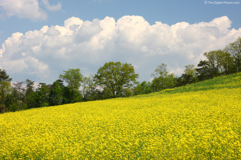 Field of Wild Mustard