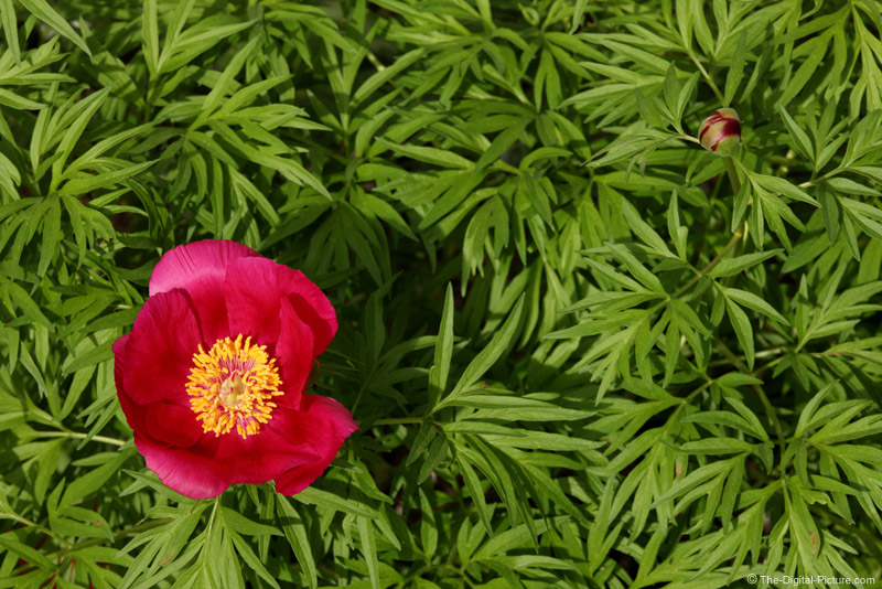 Fern Leaf Peony In Focus