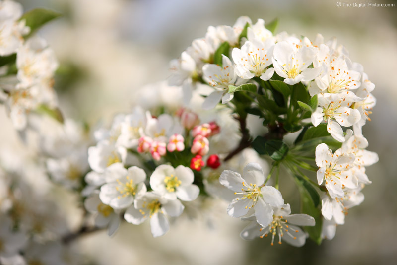 Apple Tree Flowers