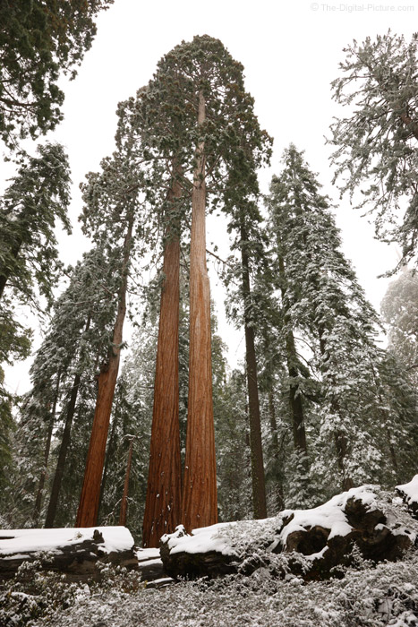Entire Giant Sequoia Trees
