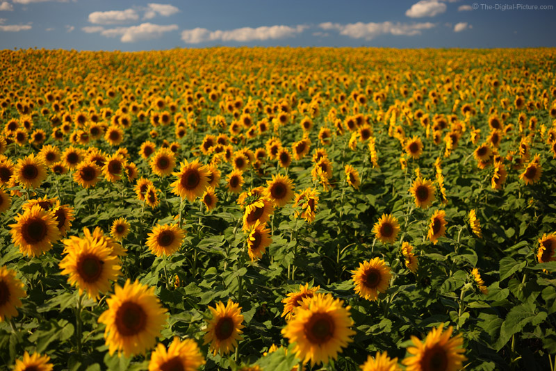 Vast Field of Sunflowers